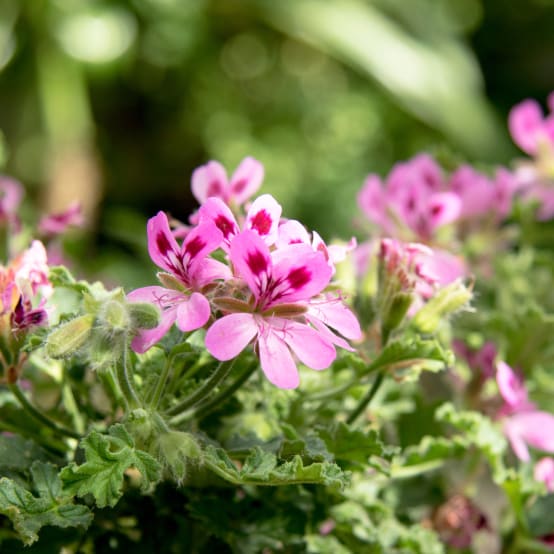 Géranium - Set de 3 - Pelargonium 'Pink Capitatum' - Hauteur 15-25cm - ⌀10cm - Gamm vert