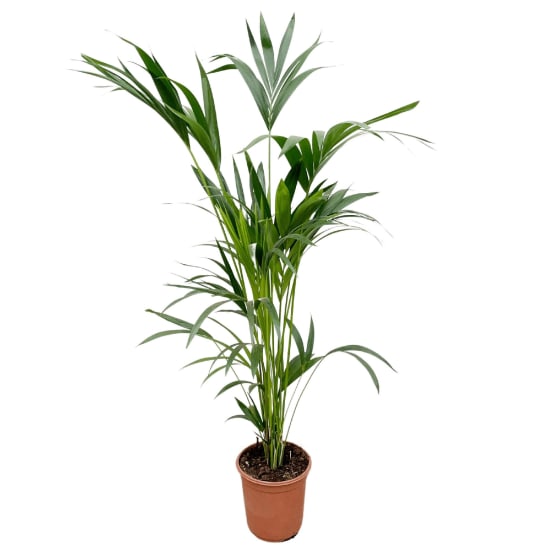 Kentia palmier 160cm - Plante d'intérieur- La Green Touch - Gamm vert