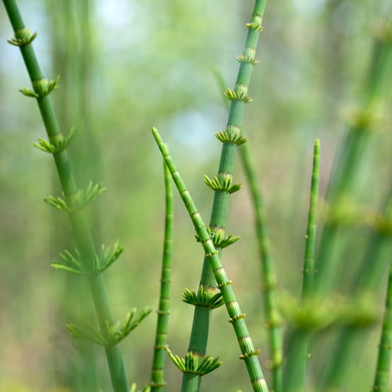 Prêle des rivières - Equisetum fluviatile Godet de 8/9 cm - Gamm vert