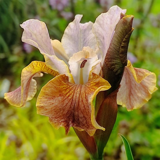 Iris sibirica Colonel Mustard - Iris de Sibérie Pot de 2L/3L - Gamm vert