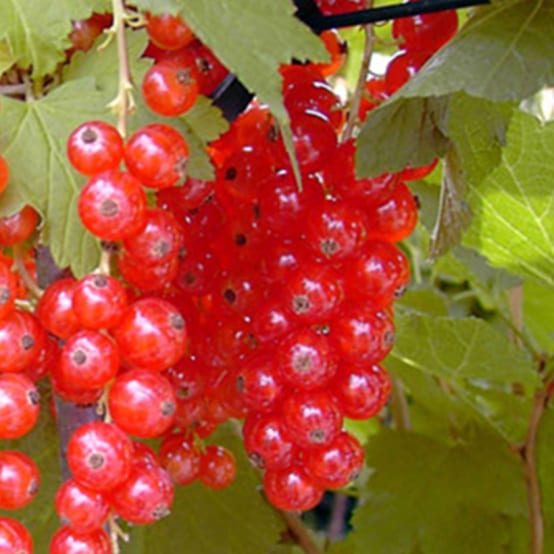 Groseillier à grappes rouges Rosetta - Pot de 2L/3L - 1009 - Gamm vert