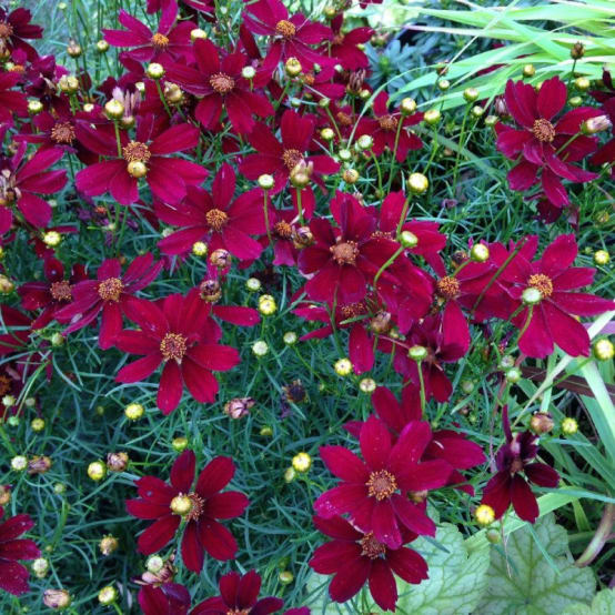Coréopsis Red Satin à fleurs Rouge - feuillage Caduc - Godet - 5/20 cm ...