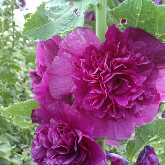 Graines de Rose trémière double Chater's Violet - Alcea rosea le sachet ...