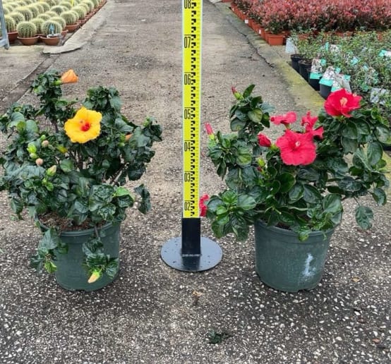 Hibiscus rosa-sinensis (Rose de Chine ou Ketmie) Taille:Pot de 50L - 200/250cm - Par 14/15cm ...