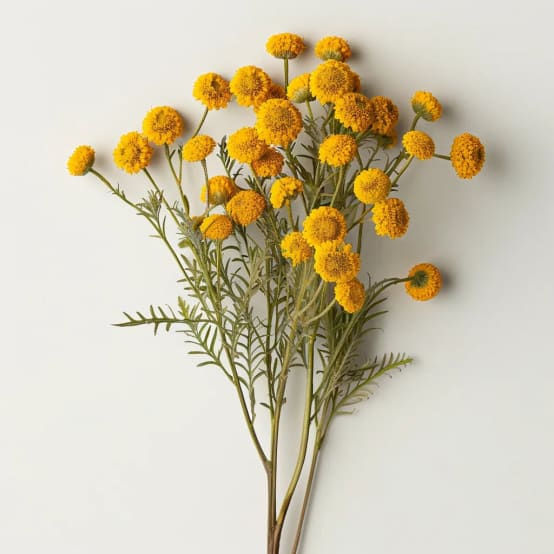 600 Graines de Tanaisie - SemiSauvage Permaculture - Gamm vert