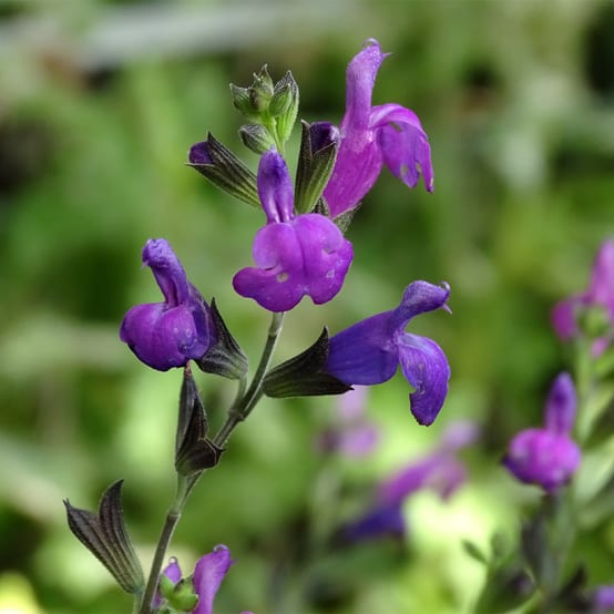 Salvia greggi ARCTIC BLAZE Purple 'Novasalpur' - Sauge arbustive Pot de ...