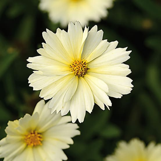 Coreopsis Uptick Cream Mini-motte 3 cm (par 5) - Gamm vert