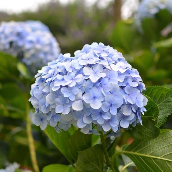 Hortensia - Set de 3 - Hydrangea macrophylla teller 'Nizza' - H25-40cm ...
