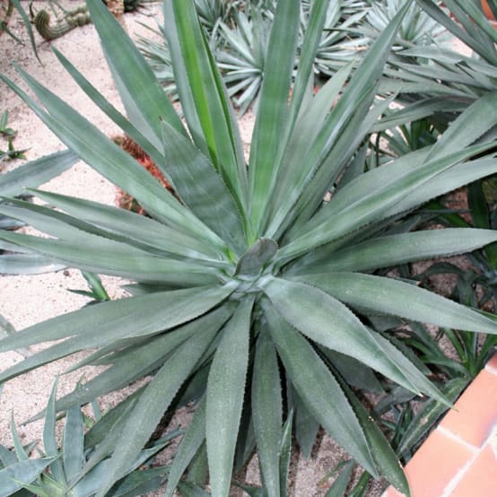 Agave fourcroydes - Henequen Pot de 4L/5L, 25/30 diamètre - Gamm vert