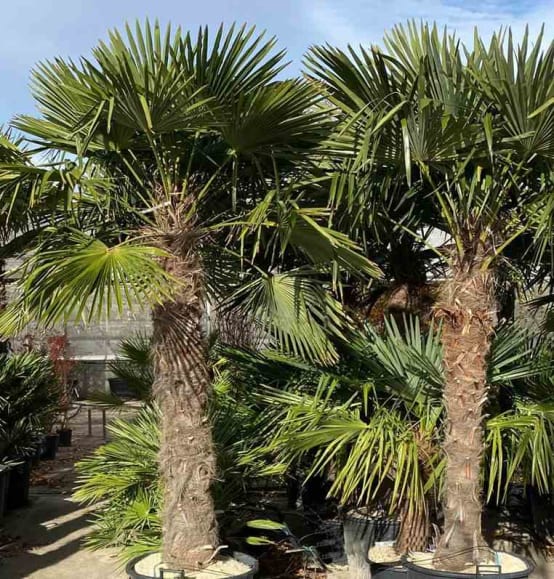 Trachycarpus fortunei (palmier chanvre ) Taille:Pot de 7 litres ? 80/ ...