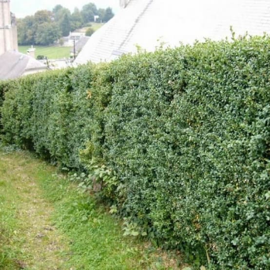 Buis commun (Buxus sempervirens) - Godet - Taille 10cm - Pépinières ...