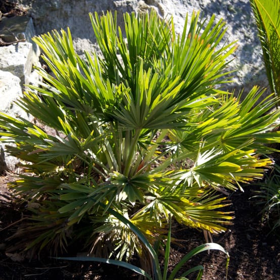 Chamaerops humilis Vulcano - Palmier nain Pot de 6L/7L - Gamm vert