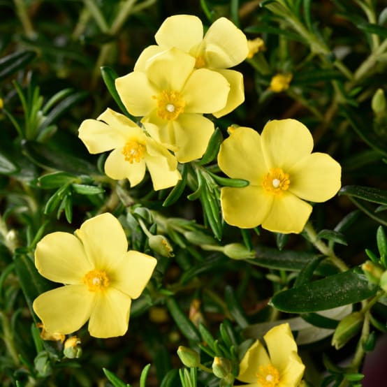 Halimium commutatum - Faux-ciste jaune Pot de 4L/5L - Gamm vert