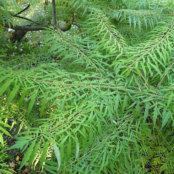 Sumac de Virginie - Rhus typhina Dissecta Pot de 3L/4L - Gamm vert