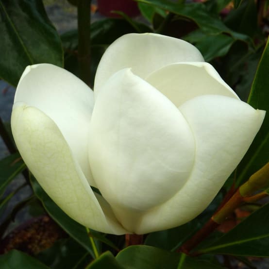 Magnolia grandiflora Kay Parris - Magnolia persistant Pot de 4L/5L ...
