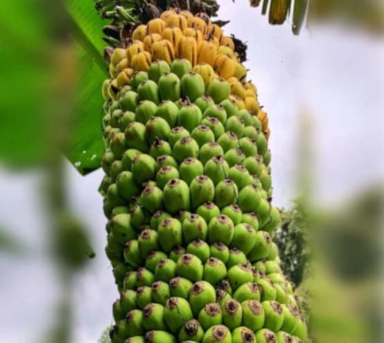 Bananier Musa acuminata chiliocarpa (1000 fingers) Taille:Pot de 1 ...