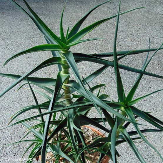 Aloe striatula - Aloès arbustif Pot de 2L/3L - Gamm vert