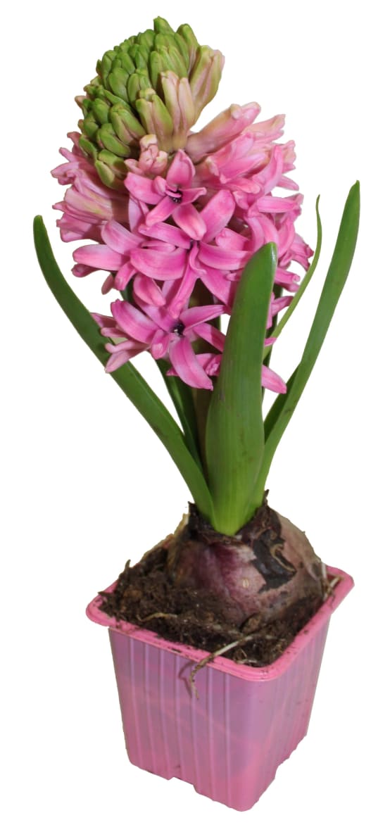 Jacinthe rose godet 7 cm - Gamm vert