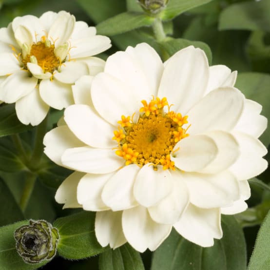 Zinnia Zahara Double White - Zinnia hybride double Mini-motte 2,,3 cm ...