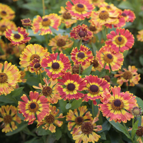 Helenium Fuego - Hélénie d'automne multicolore Godet de 8/9 cm - Gamm vert