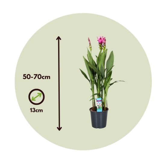 Curcuma Alismatifolia Siam Splash - Set de 2 - Pot 13cm - Hauteur 50 ...