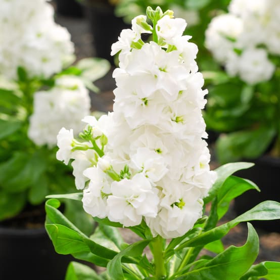 Giroflée quarantaine Heritage White - Matthiola incana Mini-motte Ø 1,5 ...