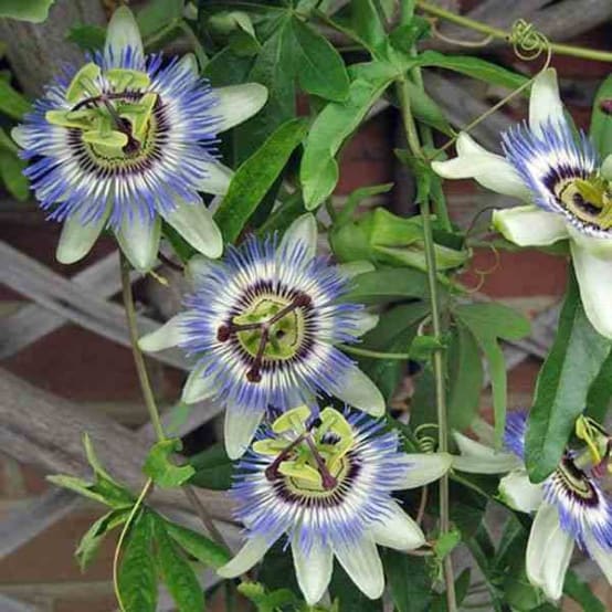 Passiflora caerulea (Passiflore rustique) Couleur floraison:Bleu ...