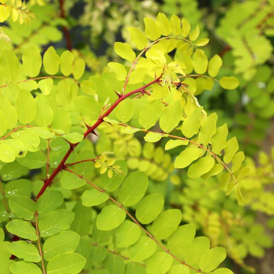 Robinia pseudoacacia Altdorf - Robinier faux acacia doré Pot de 4L/5L ...