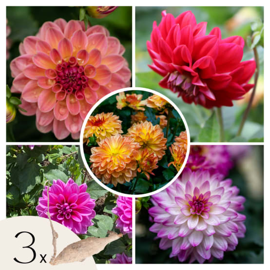 Dahlias - Set de 3 - Dahlia 'Pacific Mix' - Bulbes à fleurs - Vert ...