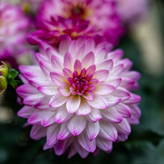 Dahlias - Set de 3 - Dahlia 'Pacific Mix' - Bulbes à fleurs - Vert ...
