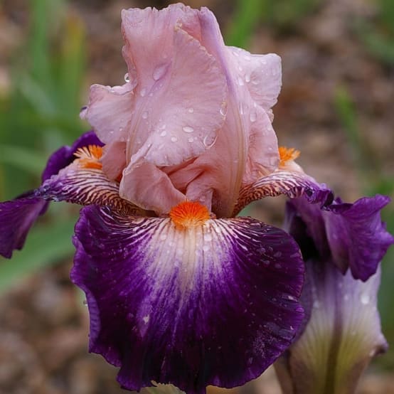 Iris germanica Robe du soir - Iris des Jardins Rhizome, Calibre 10/15 ...