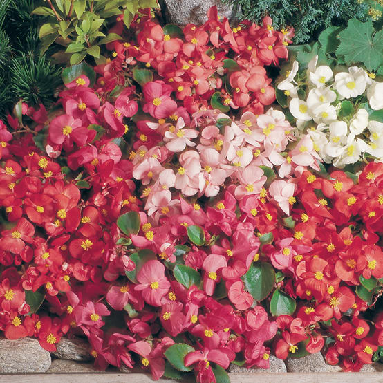 Graines de Bégonia semperflorens nain Super Olympia Mix (enrobées ...