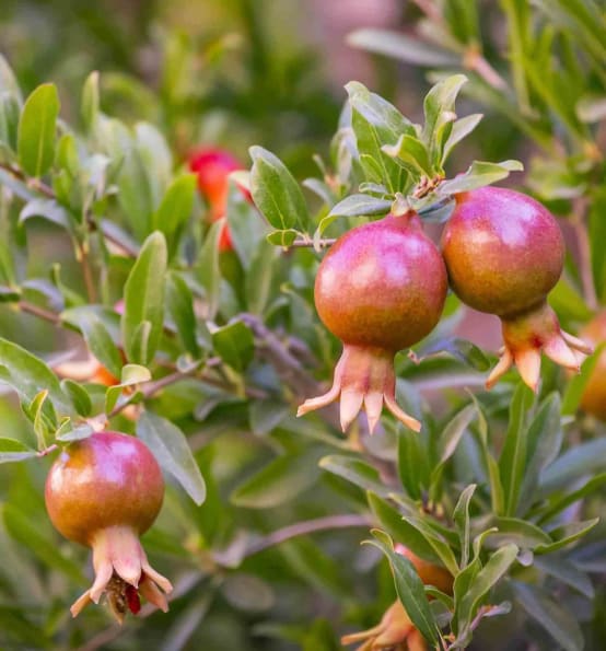 collection de 6 fruitiers exotiques rustiques pour votre jardin - Gamm vert