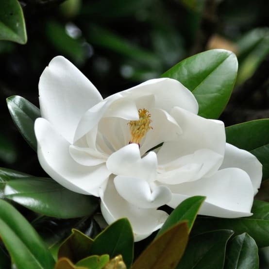 Magnolia grandiflora Double Nantais Pot de 1,5L/2L - Gamm vert