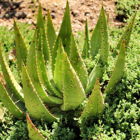 Aloès du Cap - Aloe ferox Pot de 4L/5L - Gamm vert