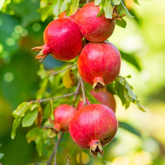 Grenadier - Set de 6 - Punica granatum - Hauteur 25-40cm - ⌀9cm - Gamm vert