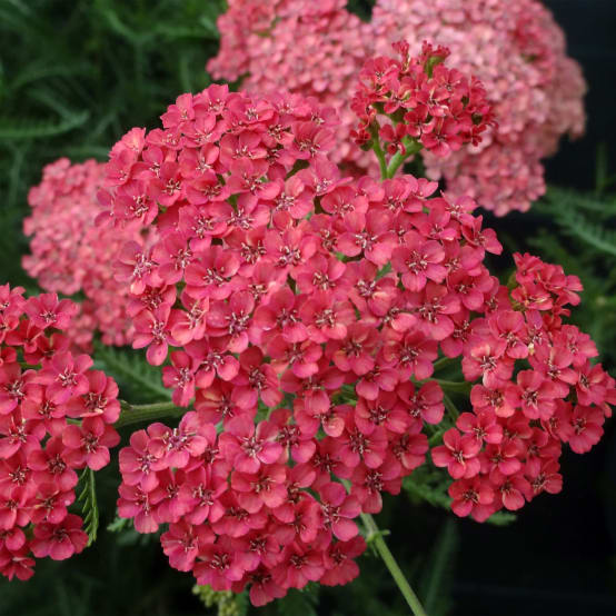 Achillée millefeuilles Apricot Delight (Tutti frutti) - Achillea ...