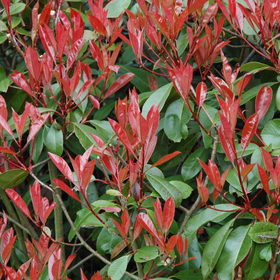 Photinia Little Red Robin en pot de 10L - Gamm vert