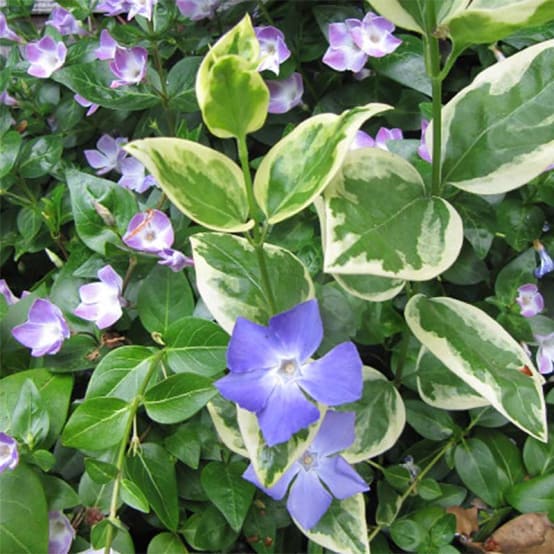 Vinca major Variegata - Grande Pervenche panachée Godet de 8/9 cm ...