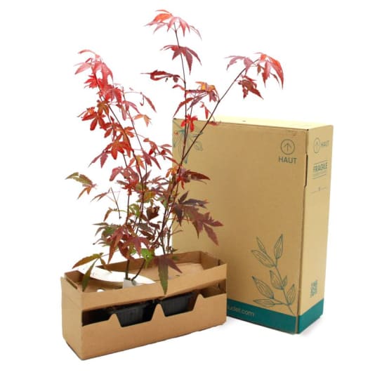 Érable du Japon 'Atropurpureum' (Acer palmatum 'Atropurpureum') - Godet ...