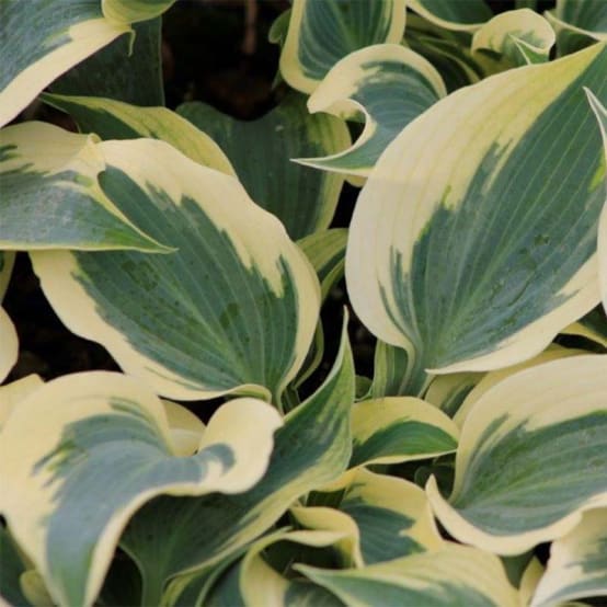 Hosta Great Escape Pot de 1,5L/2L - Gamm vert