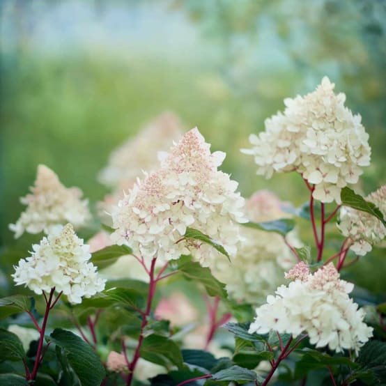 Hortensia - Hydrangea paniculata 'Early Harry' - Hauteur 25-40cm ...
