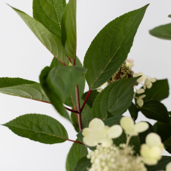 Hortensia - Hydrangea paniculata 'Early Harry' - Hauteur 25-40cm ...