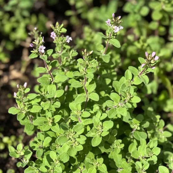 250 Graines de Marjolaine Officinale - SemiSauvage Permaculture - Gamm vert