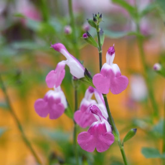 Sauge arbustive Pink Lips (Jeremy) - Salvia microphylla Pot de 2L/3L ...
