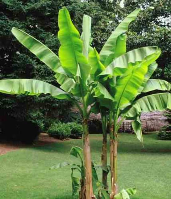 Musa basjoo Sakhalin (Bananier rustique) Couleur floraison:Jaune ...
