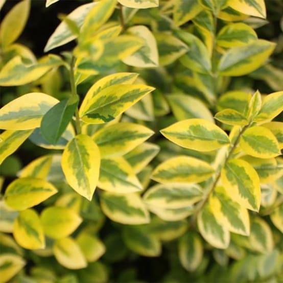 Troène doré - Ligustrum ovalifolium Aureum Pot de 2L/3LHauteur livrée ...