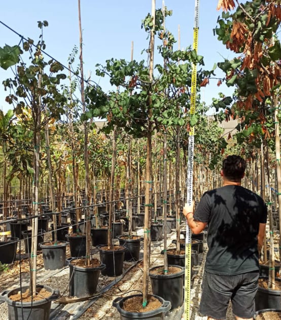 Cercis siliquastrum (arbre de judée) Couleur floraison:rose - Taille:Pot de 50L - 200/250cm ...