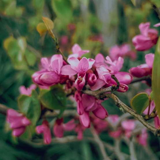 Cercis du Canada Ruby Falls®, Arbre de Judée, Gainier du Canada à ...