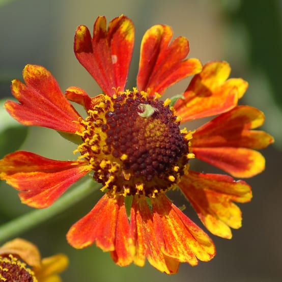Hélénium Mardi Gras - Hélénie orange et vermillon Godet de 9cm - Gamm vert